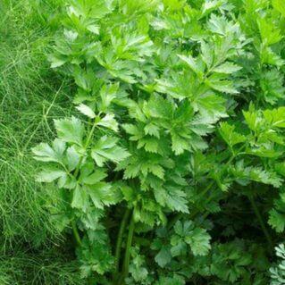 Amsterdam Leaf Celery Seeds (Aimers International) 2785 | OSC Seeds