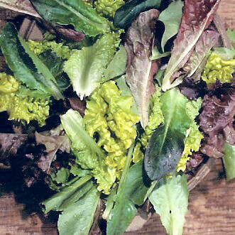 Baby Leaf Blend Lettuce Seeds (Leaf Type) 1715 | OSC Seeds