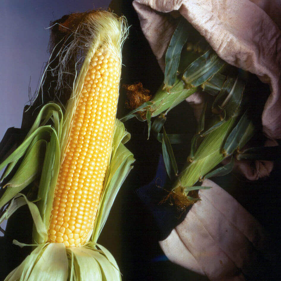 Big Jim III Sweet Corn Hybrid Seeds (Sweet Yellow SE Type) 1532 | OSC Seeds