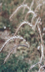 Canada Wild Rye Seeds 8090 | OSC Seeds