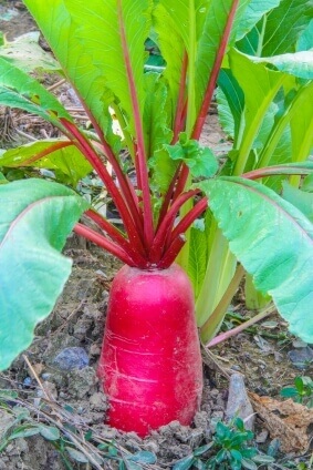 China Rose Radish Seeds (Winter Type) 2125 | OSC Seeds