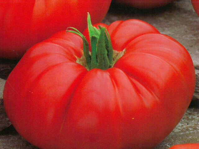 Costoluto Genovese Tomato Seeds (Aimers International) 2970 | OSC Seeds