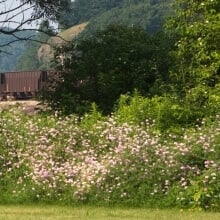 Crownvetch Seeds 8320 | OSC Seeds