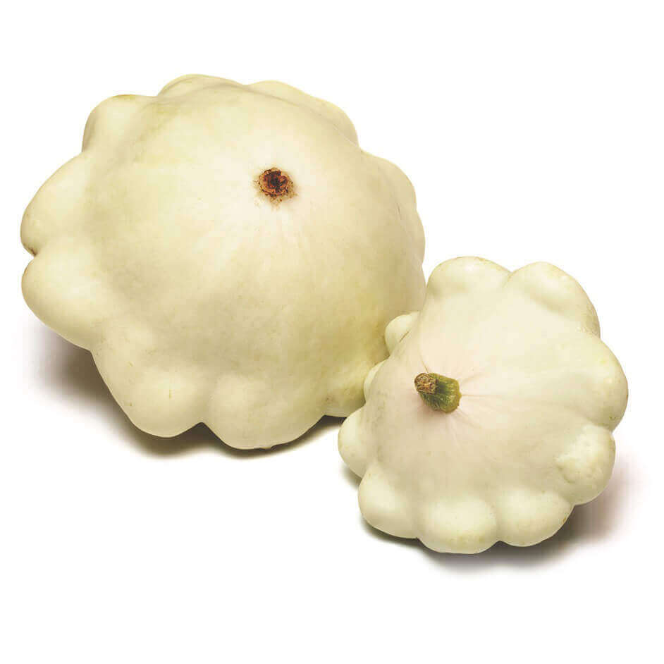 Early White Scallop Squash Seeds 2205 | OSC Seeds