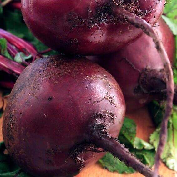 Early Wonder Organic Beet Seeds 4015 | OSC Seeds