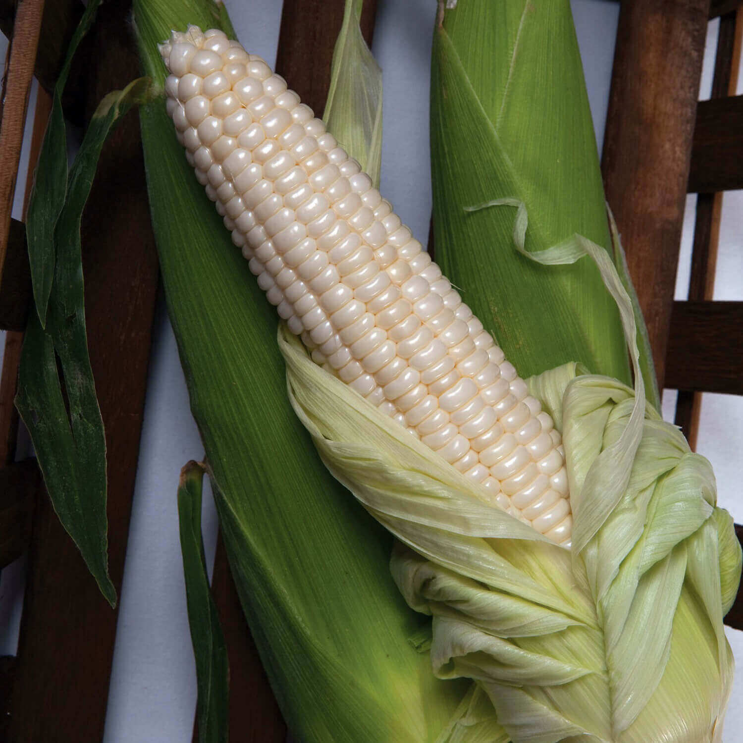 Eden Sweet Corn Hybrid Seeds (White Synergistic Type) 1584 | OSC Seeds