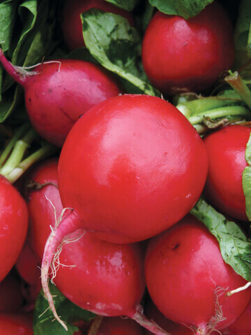 German Giant Radish Seeds (Aimers International) 2920 | OSC Seeds