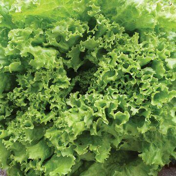 Green Ice Lettuce Seeds (Aimers International) 2830 | OSC Seeds