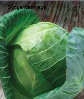 Gregorian Hybrid Cabbage Seeds 1303 | OSC Seeds