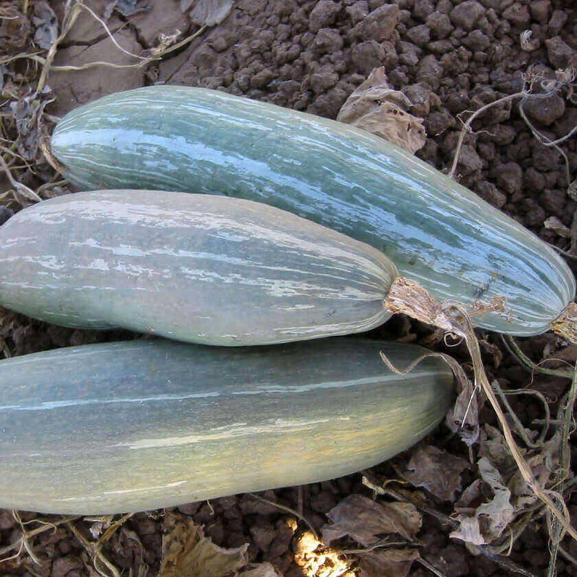 Guatemalan Blue Squash Seeds 2282 | OSC Seeds