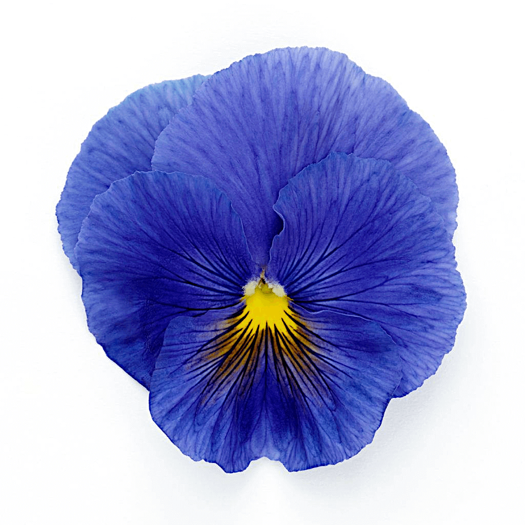 Inspire True Blue Hybrid Pansy Seeds 5890 | OSC Seeds
