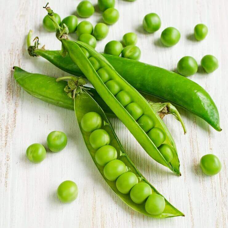 Laxton's Progress No. 9 Pea Seeds (English Type) 1980 | OSC Seeds