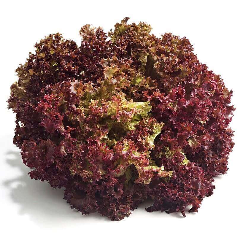 Lolla Rossa Lettuce Seeds (Leaf Type) 1727 | OSC Seeds