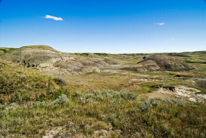 Low Growing Dry Prairie Meadow Native Seed Mixture 8125 | OSC Seeds