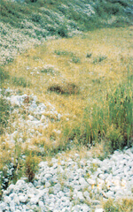 Low Maintenance Retention Basin Native Seed Mixture 8220 | OSC Seeds
