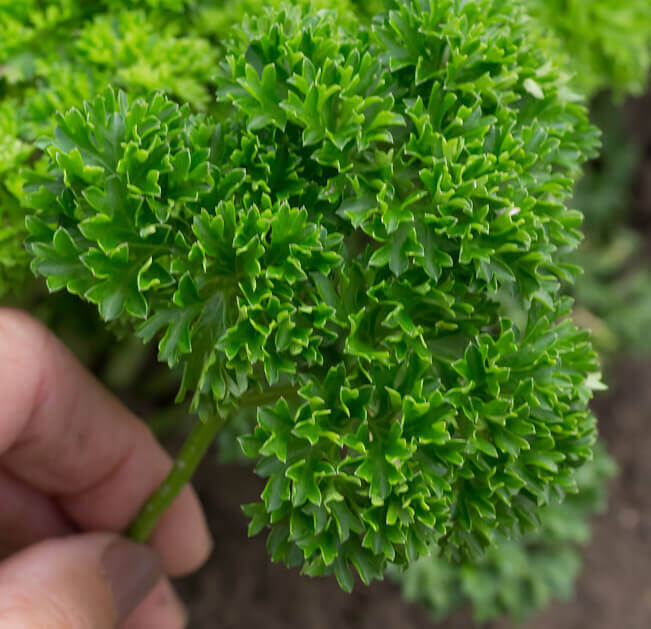 Moss Curled Organic Parsley Seeds 4130 | OSC Seeds