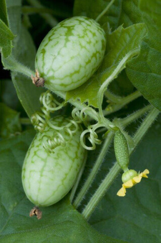 Mouse Melon Cucumber Seeds 1623 | OSC Seeds