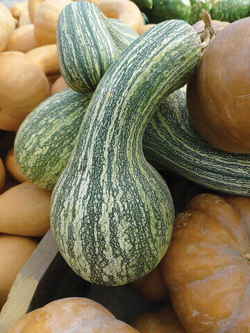 Naples Long Squash Seeds (Aimers International) 2960 | OSC Seeds