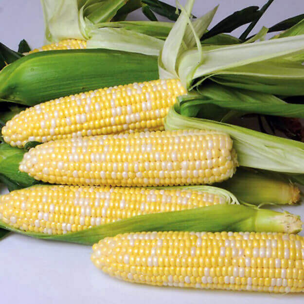 Nirvana Sweet Corn Hybrid Seeds (Augmented Bi-Colour Type) 1577 | OSC Seeds
