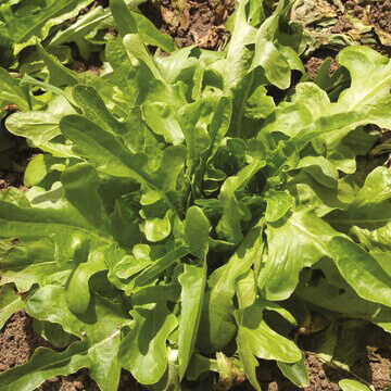 Oakleaf Lettuce Seeds (Leaf Type) 1725 | OSC Seeds
