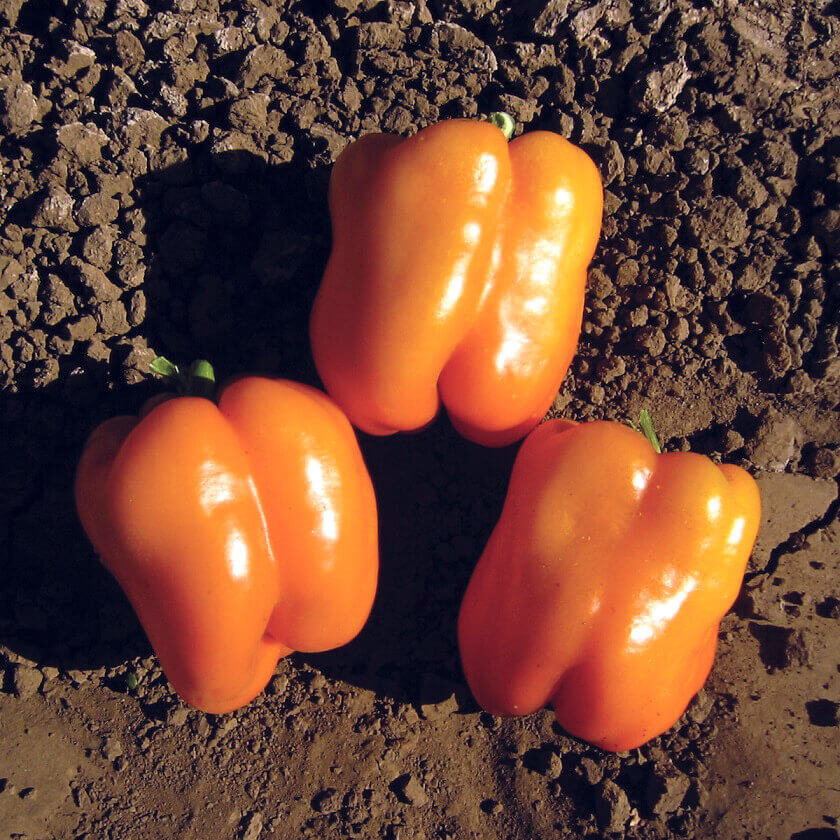 Orange Sun Pepper Seeds (Bell Type) 1900 | OSC Seeds