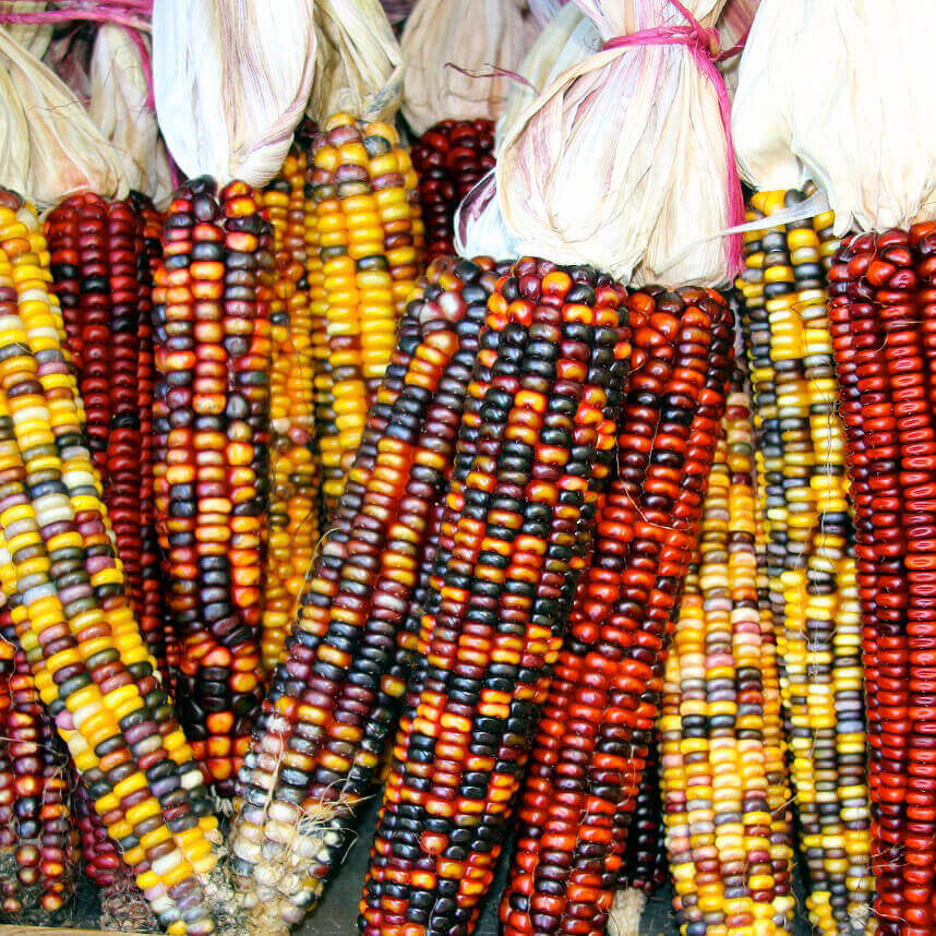 Ornamental Corn Seeds 1600 | OSC Seeds