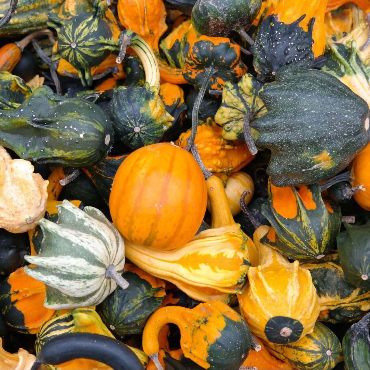 Ornamental Mixed Gourd Seeds 5355 | OSC Seeds