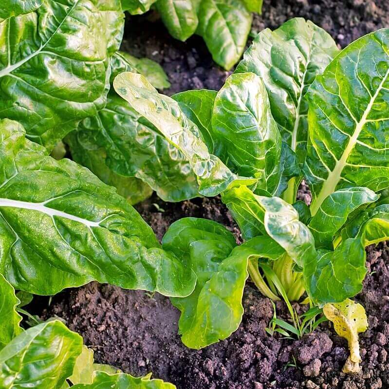 Perpetual Spinach Swiss Chard Seeds 2202 | OSC Seeds
