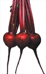 Red Ace Hybrid Beet Seeds 1275 | OSC Seeds