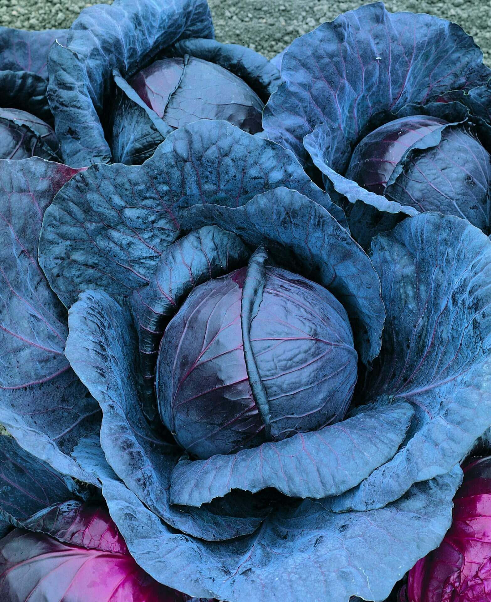 Red Express Cabbage Seeds 1332 | OSC Seeds