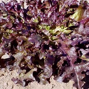 Red Oakleaf Lettuce Seeds (Leaf Type) 1726 | OSC Seeds