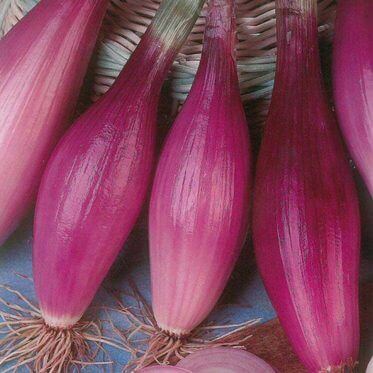 Rossa Lunga di Firenze Onion Seeds (Aimers International) 2860 | OSC Seeds