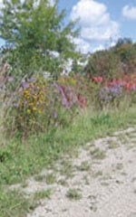 Rural Ontario Roadside Native Seed Mixture 8145 | OSC Seeds