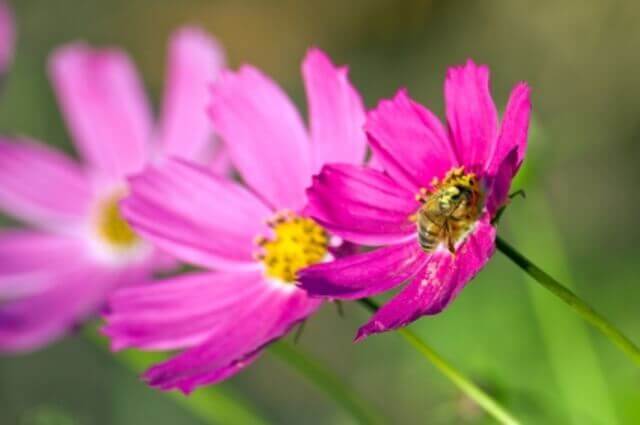 Sensation Pink Cosmos Seeds 5165 | OSC Seeds