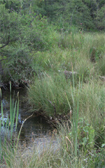 Standard OBL Wetland Native Seed Mixture 8185 | OSC Seeds