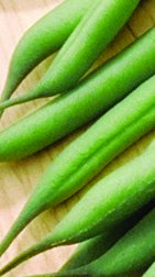 Stringless Green Pod Bush Bean Seeds 1120 | OSC Seeds