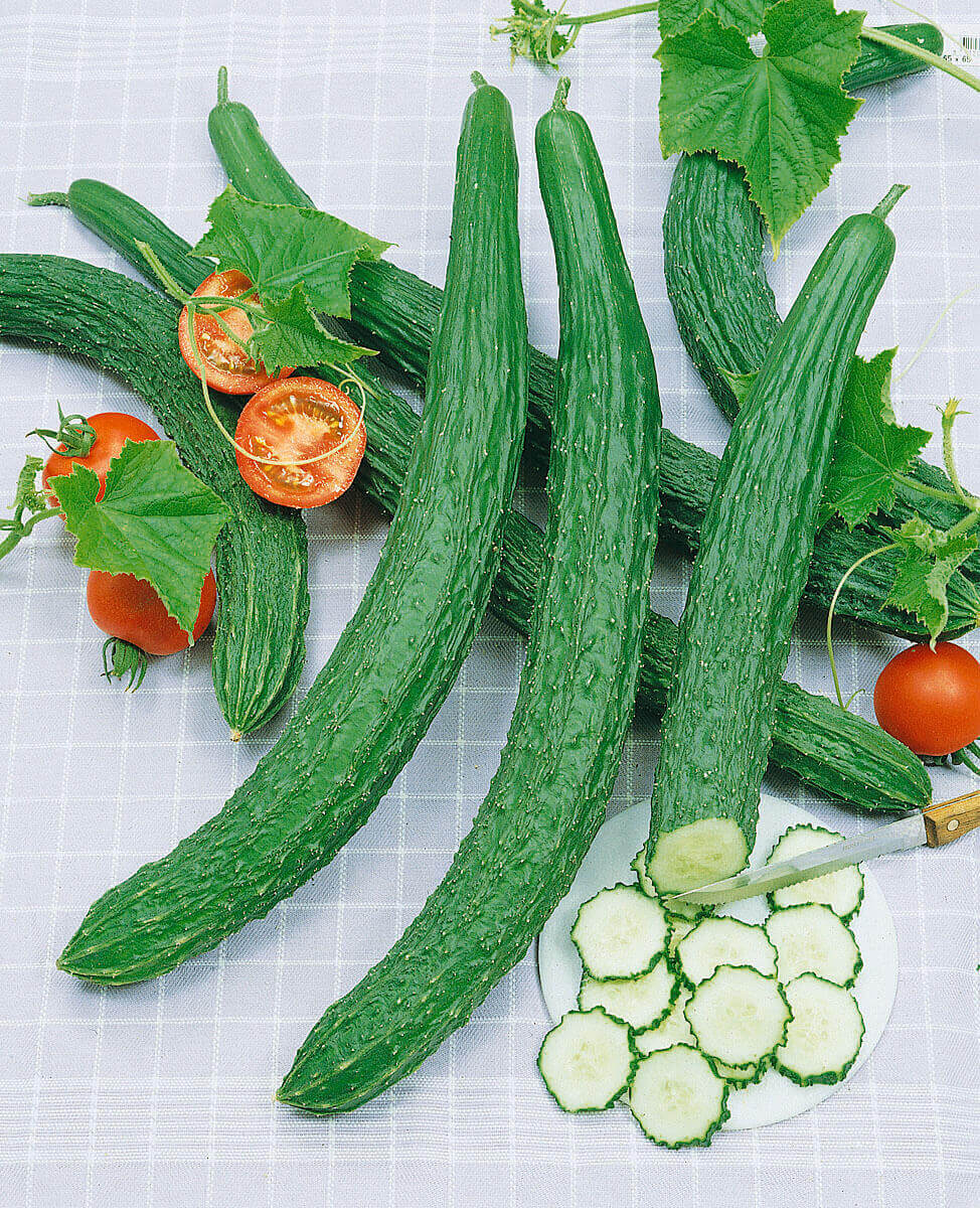 Suyo Long Cucumber Seeds (Slicing Type) 1648 | OSC Seeds