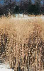 Switchgrass Seeds 8085 | OSC Seeds