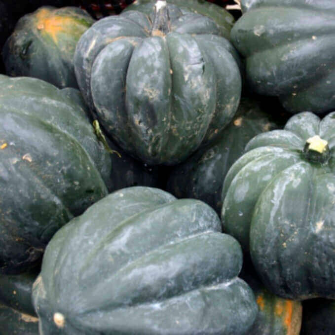 Table Queen Organic Squash Seeds 4190 | OSC Seeds