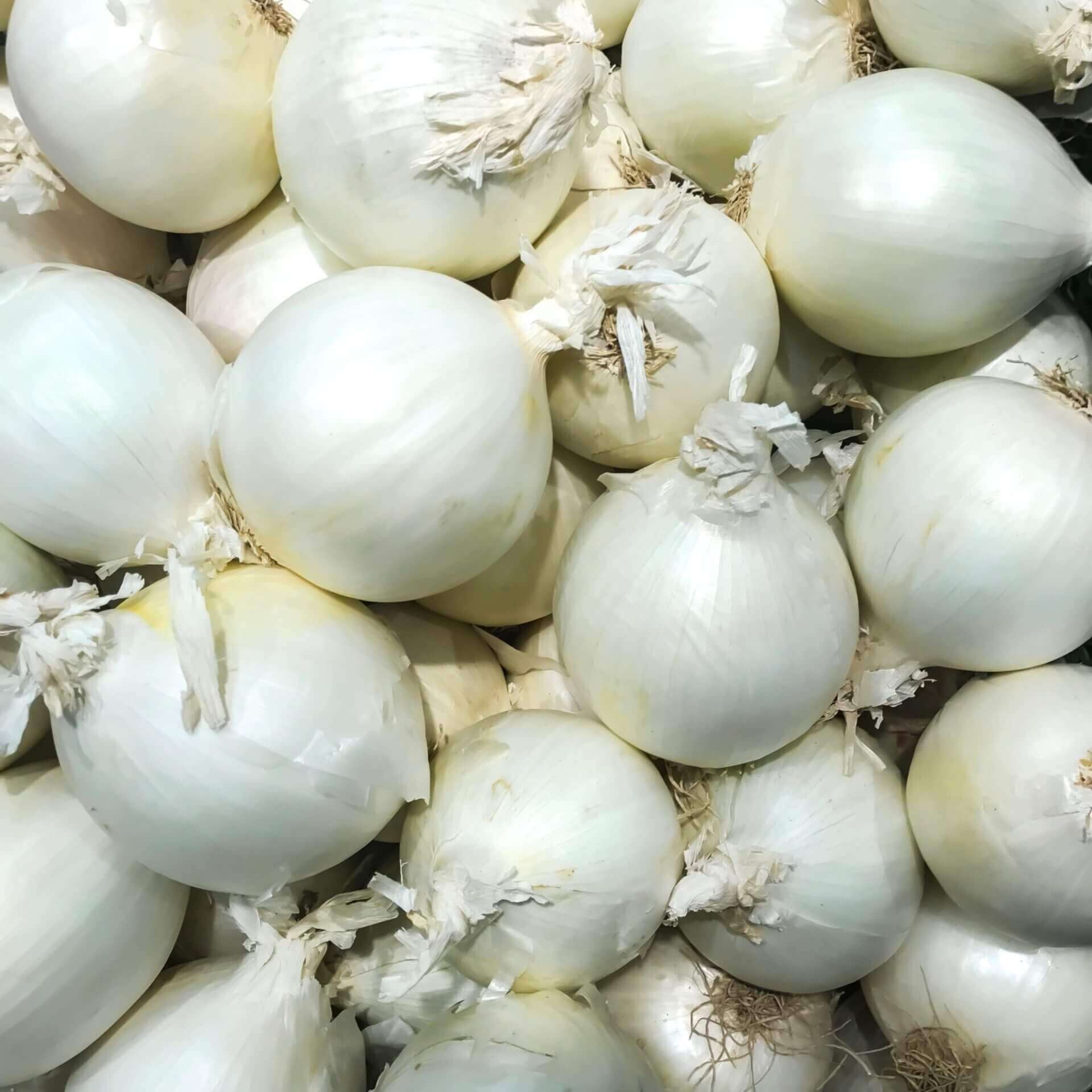 White Onion Sets 2515 | OSC Seeds