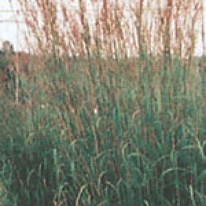 Native Prairie Grasses Archives | OSC Seeds