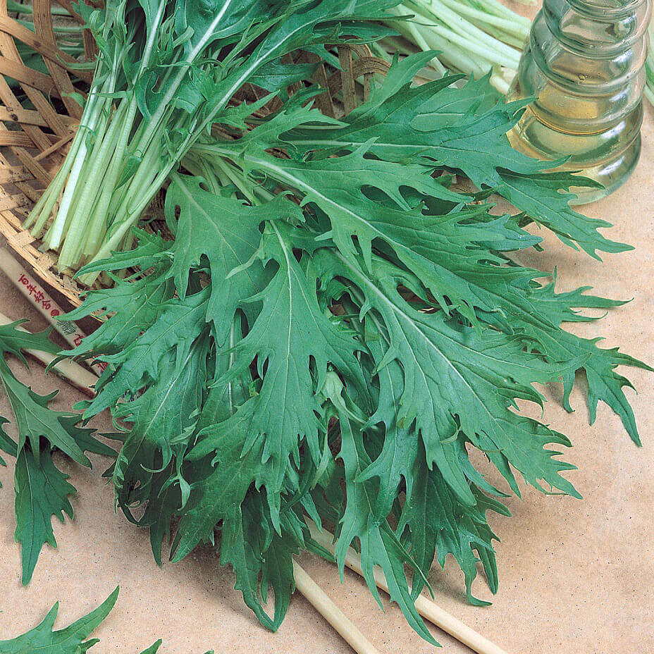 Aimers Organic Herb & Vegetable Seeds | OSC Seeds