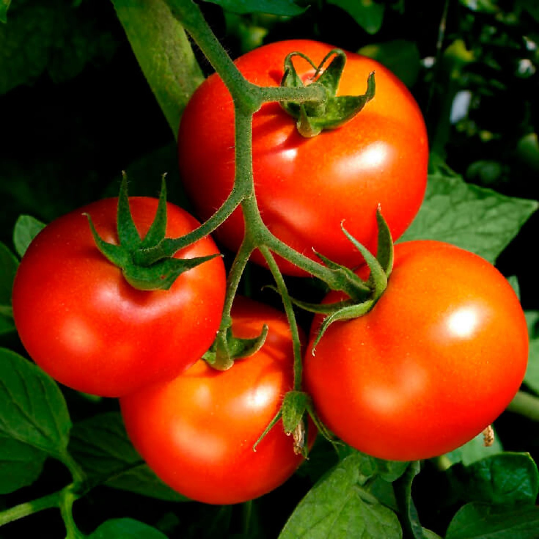Tomato Seeds in Canada | Order Online | OSC Seeds