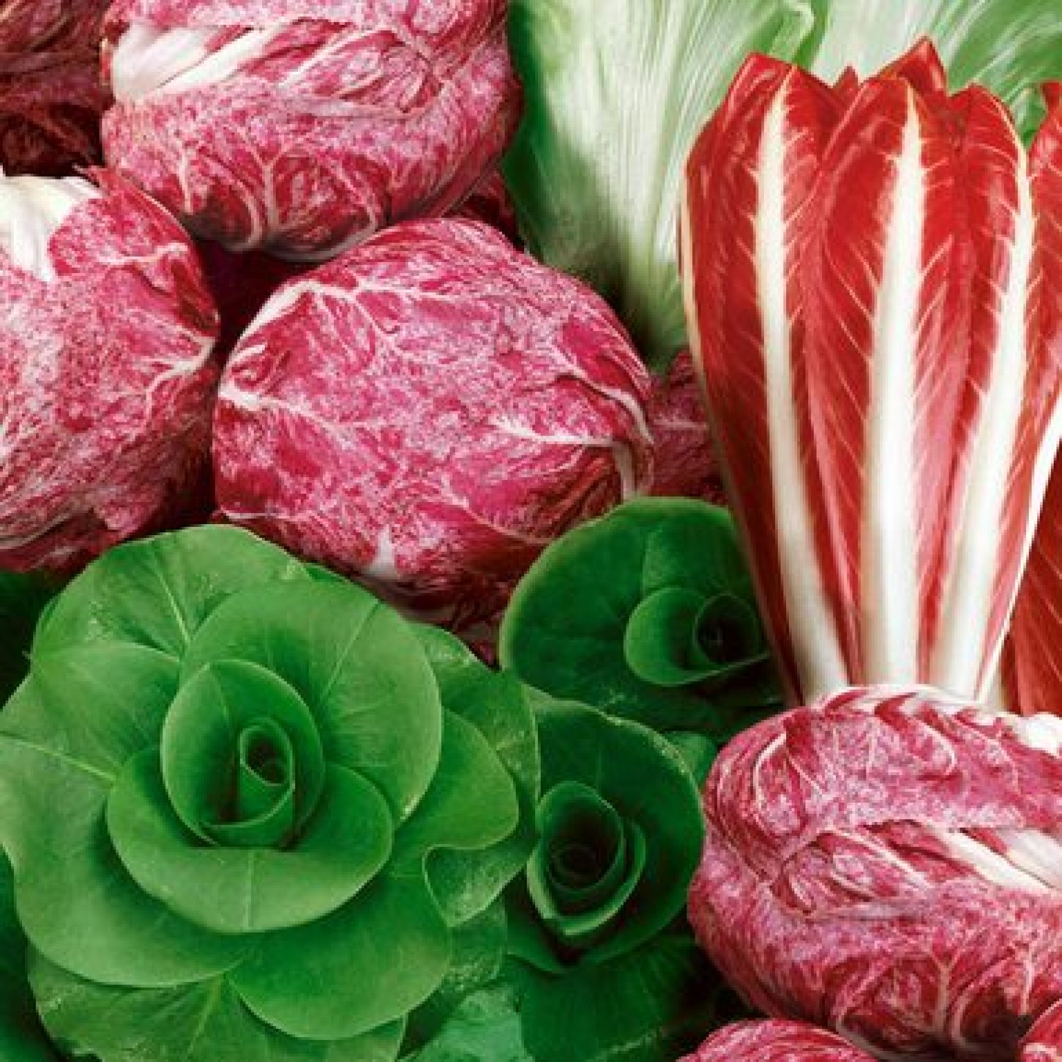 OSC Seeds | Ontario Seed Company Ltd. | Over 125 Years