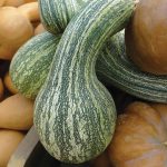 Squash Seeds Archives | OSC Seeds
