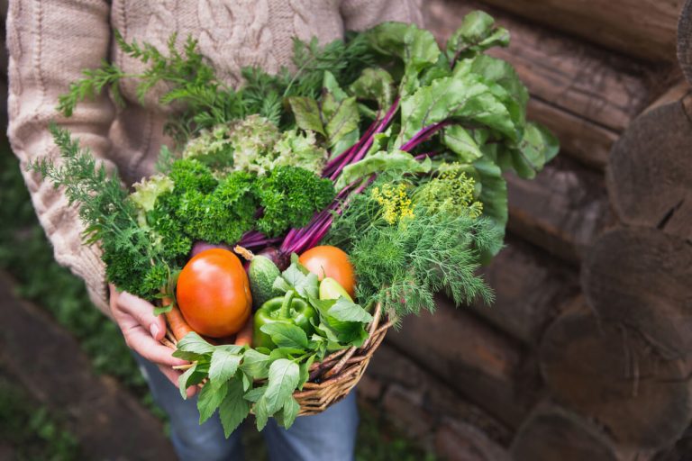 New In 2019: OSC Seeds International Line | Ontario Seed Company
