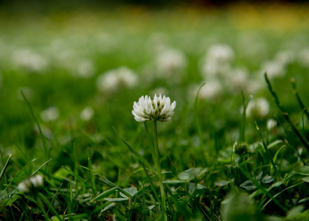 Clover and Microclover Lawns - what's the big deal? | OSC Seeds