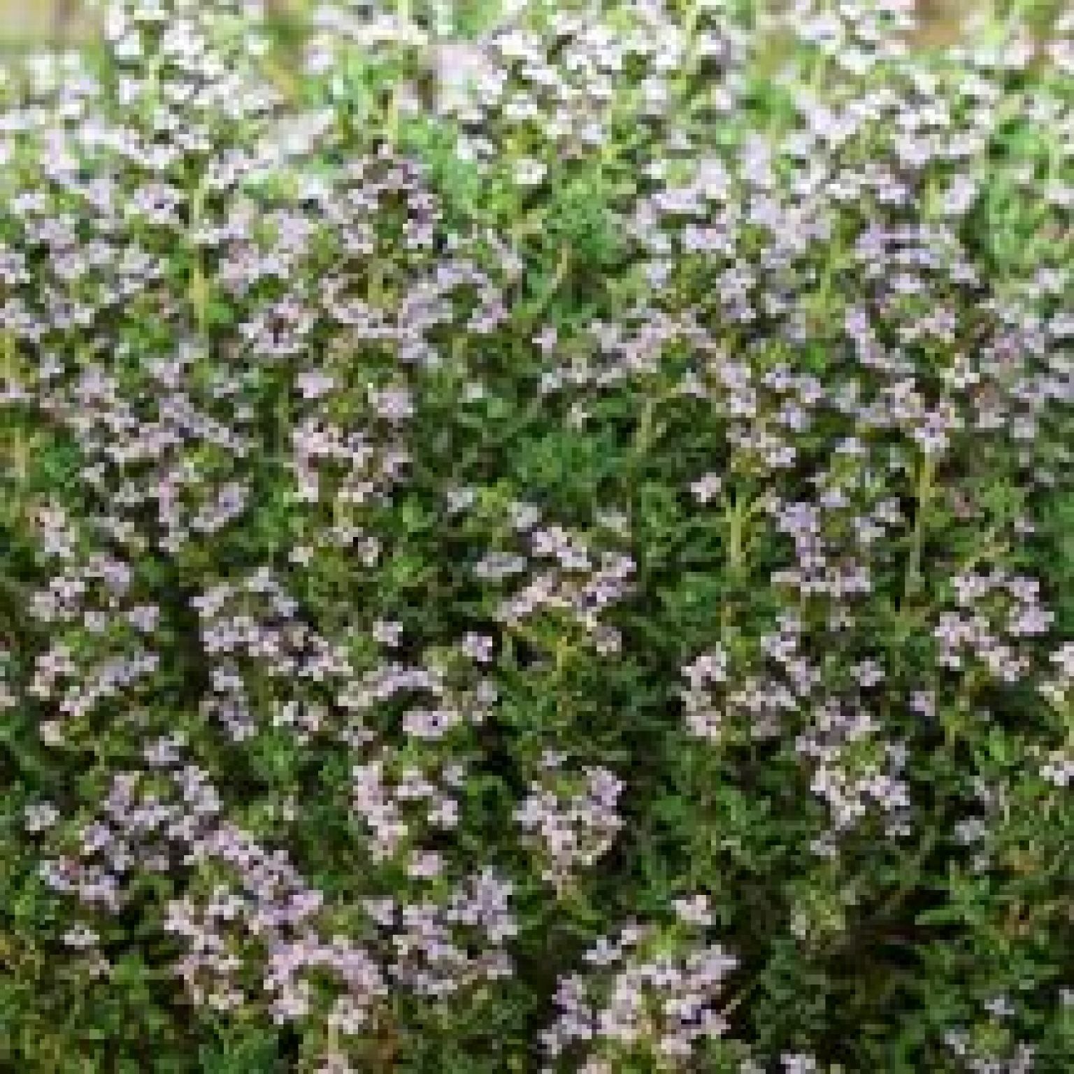 OSC Seeds | Ontario Seed Company Ltd. | Over 125 Years