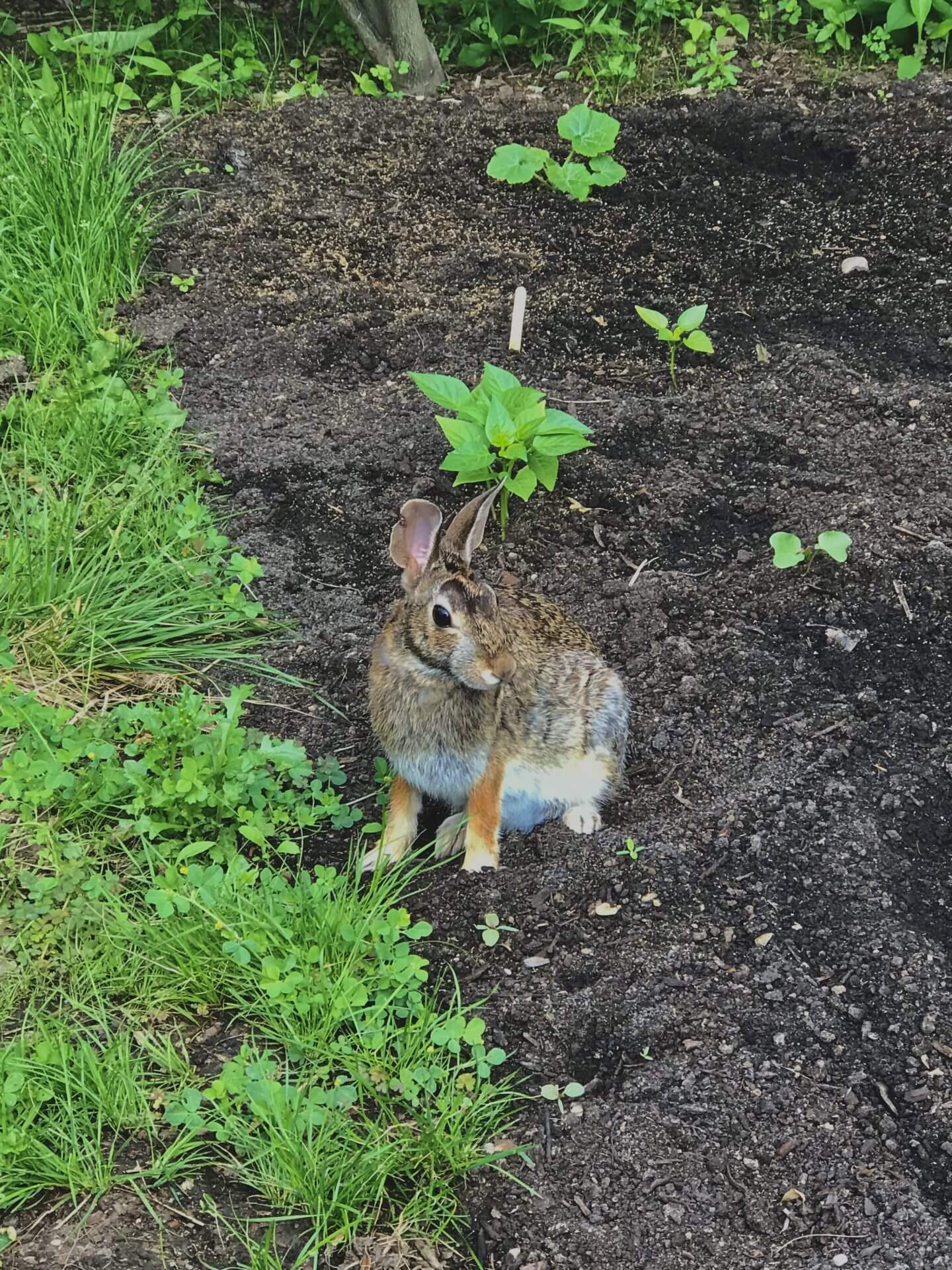 The Beginner's Guide To Vegetable Gardening: success in year 1 | OSC Seeds