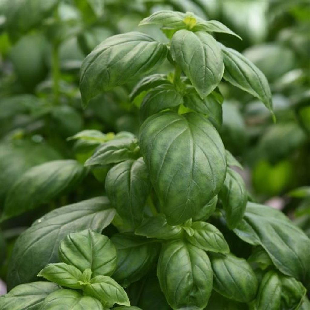 Everleaf Emerald Tower Basil Hybrid Seeds 3122 | OSC Seeds
